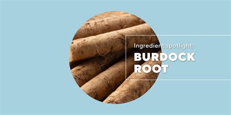 Ingestible Skincare Ingredient Burdock Root—the Natural Solution For