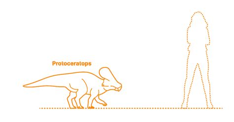 Protoceratops Protoceratops Andrewsi Dimensions And Drawings