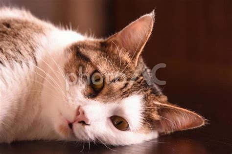 テーブルの上でくつろぐ猫 No 24692394｜写真素材なら「写真ac」無料（フリー）ダウンロードok