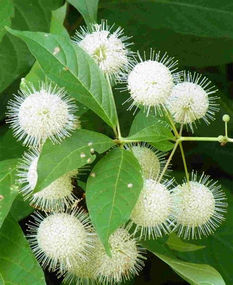 Cephalanthus Occidentalis