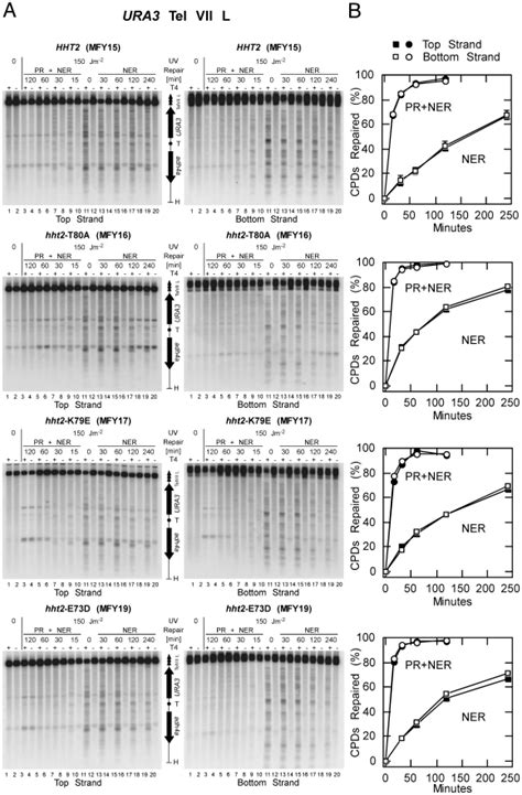 Dna Repair Experiments Were Done As Described In Figure 6 To Analyze