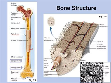 Ppt Bone Structure Powerpoint Presentation Id3146577