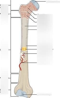 Bone Basics Diagram Quizlet