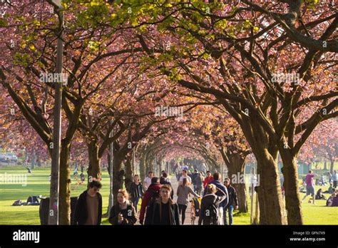 A Tree Lined Path In The Meadows Edinburgh Scotland Stock Photo Alamy