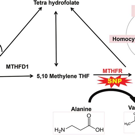 Schematic Representation Of Single Nucleotide Polymorphism Of Download Scientific Diagram