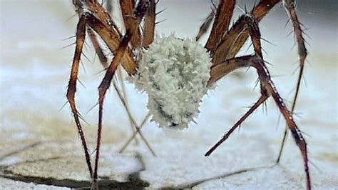 New Drugs Derived From Fungus Coated Zombie Spiders Whiskey And Babes