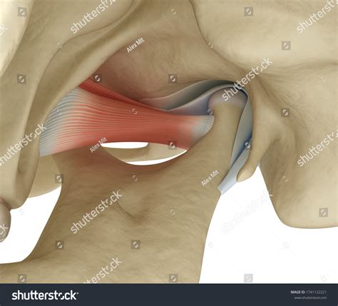 Ilustrasi Stok Tmj Temporomandibular Joints Healthy Occlusion Anatomy