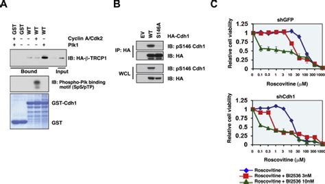Plk1 Dependent Phosphorylation Of Cdh1 At Ser146 Triggers Its