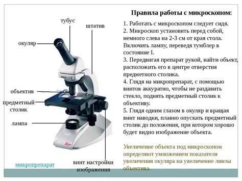 Что делает окуляр в микроскопе: Какую функцию выполняет окуляр в ...