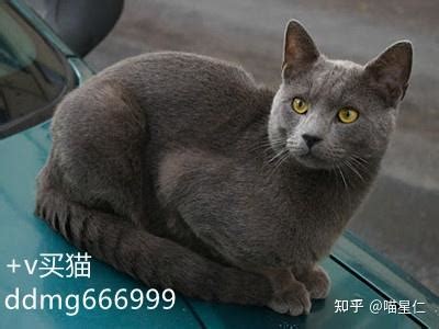 金渐层25色多少钱一只 知乎