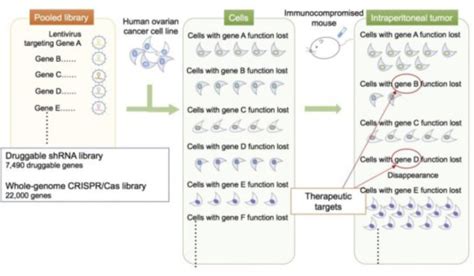 Medication That Treats Parasite Infection Also Has Anti Cancer Effect