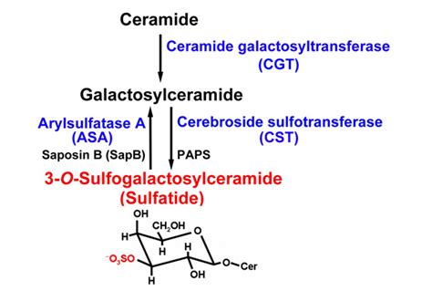 Promotion Effect Of Influenza A Virus Replication By Sulfatide