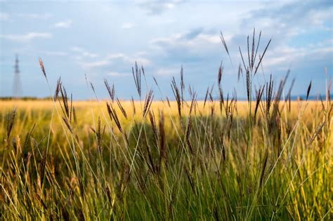 Native Grasses For Alabama