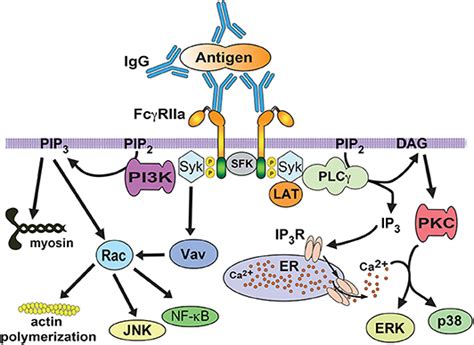 Frontiers Phagocytosis Our Current Understanding Of A Universal