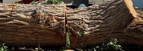 Tree Removal Stroudsburg PA We Offer Free Estimates