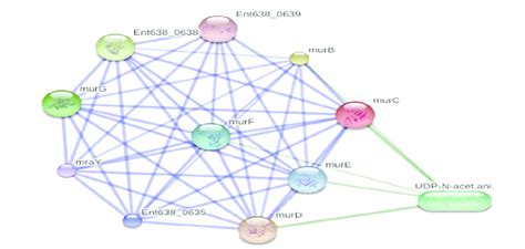 Protein Interaction Network Of Udp N Acetylmuramate L Alanine Ligase Download Scientific