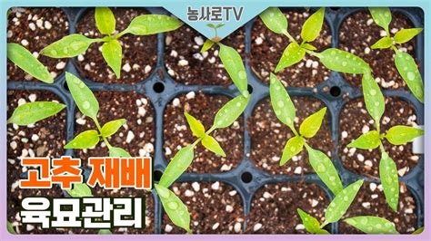 농업기술동영상 고추재배육묘관리 Youtube
