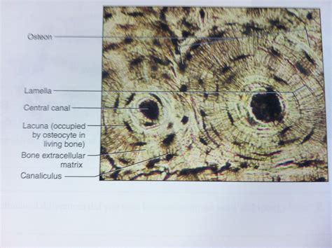 Osseous Tissue Diagram
