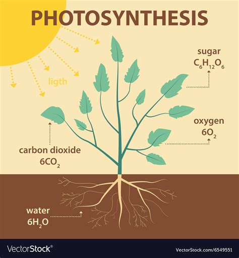 Diagram Of Photosynthesis In Plants
