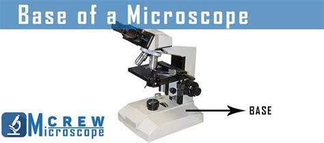 What Is The Function Of The Base In A Microscope Microscope Crew