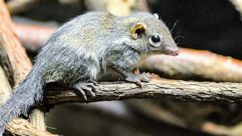 Northern Tree Shrews Tame Nope Cute Definitely