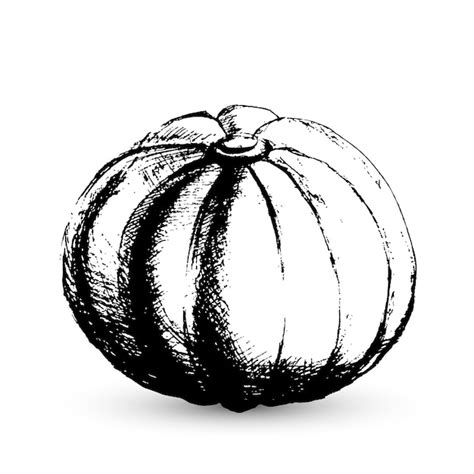 Premium Vector A Hand Drawn Pumpkin Sketch Isolated On White Black