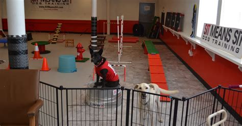 Dog Training First Steps Sit Means Sit West Houston