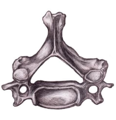 Cervical Vertebrae Diagram Quizlet