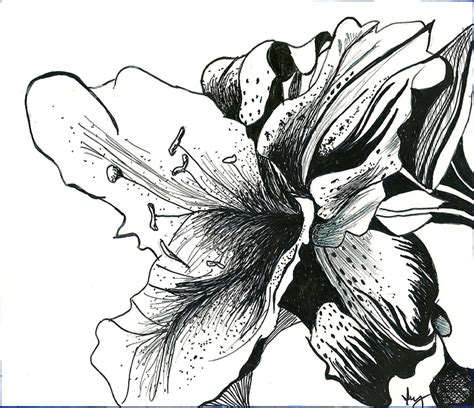 Pen And Ink Flower Drawing