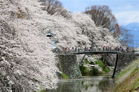 【山形】赏樱景点5选！一次解锁逛祭典、游城迹、泡温泉的旅游成就！ Matcha 日本旅游网络杂志