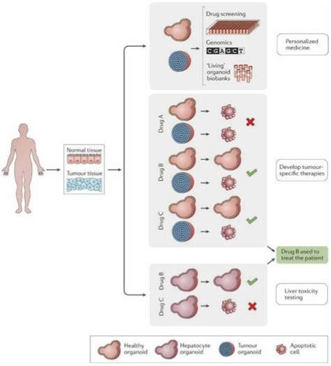 【应用】从3d到类器官技术的研究了解一下 Molecular Devices化工仪器网