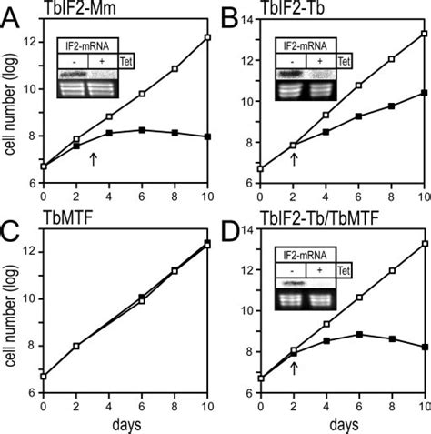 Mitochondrial Translation Initiation Is Essential For Growth Of Download Scientific Diagram