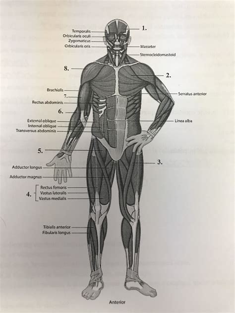 Muscular System Diagram Quizlet