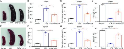 Tlr4 Mediated G Csf Production Contributes To Splenomegaly And High