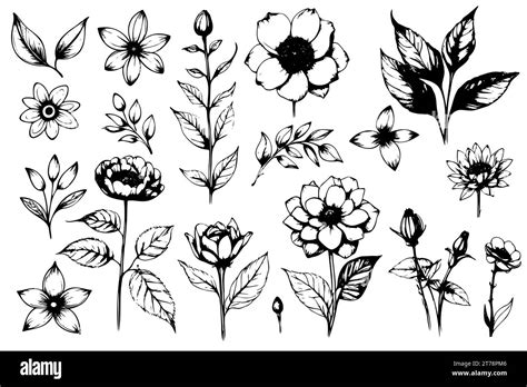 Floral Vector Element Made Wildflowers Botanical Flowers Collection