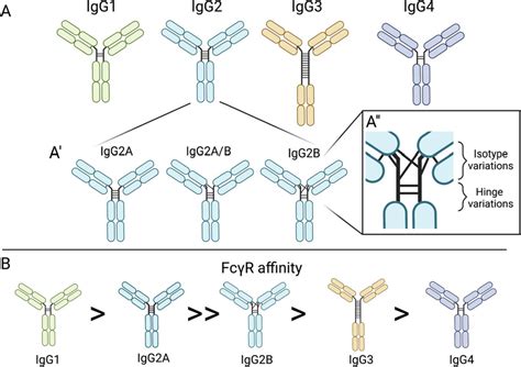 Igg Isotypes Isomers And Fcγr Affinities A Four Structures Of Igg