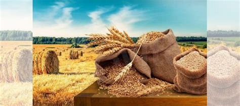 Продажа пшеницы и ячменя купить в Рязани | Животные и зоотовары | Авито