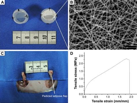 The Rat Chamber Model And Microstructure Stressstrain Curve Of PCL