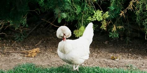 8 Exotic Chickens for your Backyard | The Hen House Collection