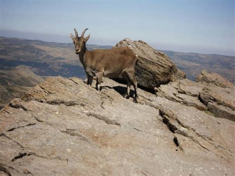130 Western Spanish Ibex Foto Foto Foto Stok Potret And Gambar Bebas