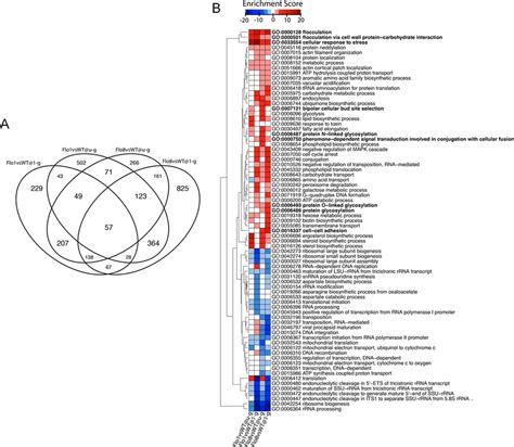 Transcriptome Analysis And Determination Of The Mating Efficiency A