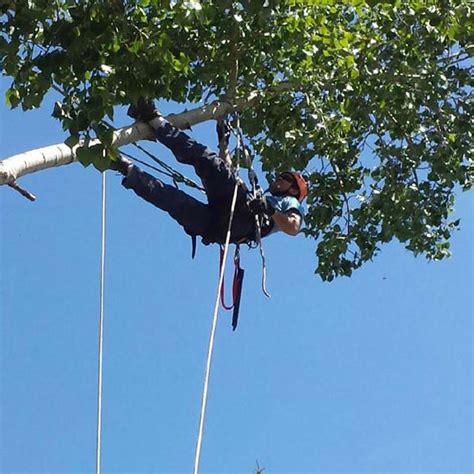 Tree Limb Removal Services Open Canopy Tree Call 403 466 1656