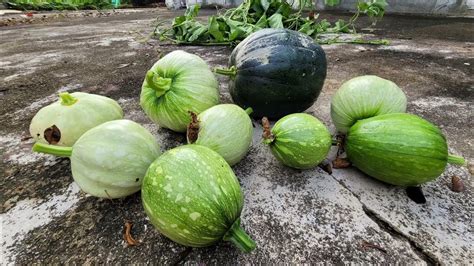 2023824 비온 뒤 마당 쓰는 큰 사위 연한 첫호박 오지다 오져 올해는 감사하게도 풋호박과 익은 호박을 오지게 나눠 먹었어요 8월의 천관산 자태 삼산리