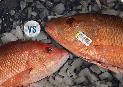 Mangrove Snapper Vs Red Snapper Seafood Market