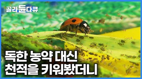 먹고 먹히는 생태계의 천적 먹이사슬 다큐│농장 한편에서 무당벌레를 대량 사육하는 이유│천적 농법 시스템│걸작다큐 천적곤충│다큐프라임│ 골라듄다큐 Youtube