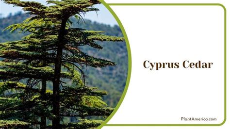 How Tall Do Cedar Trees Grow Know The Average Height Plant America
