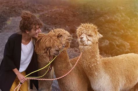 Basics Of Behavior And Handling Of Llamas And Alpacas Rmla Rocky