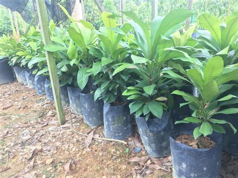 Scenic Agriculture Sdn Bhd