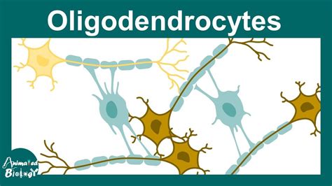 Oligodendrocyte Diagram