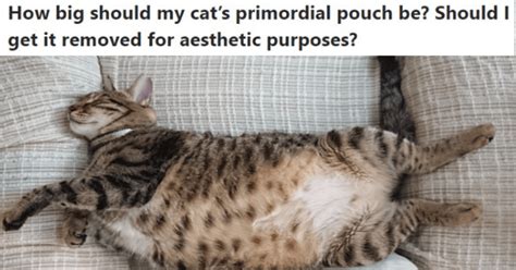 The Internet Enraged At The Man Who Wishes To Give His Cat A Plastic